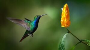 El mito de Huitzilopochtli y los colibríes - Kiosco de la historia
